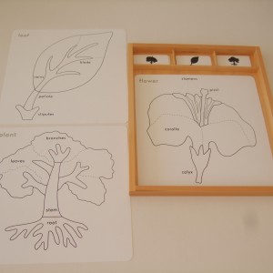 Botany leaf cabinet with insets | Montessori Pre-School Supplies